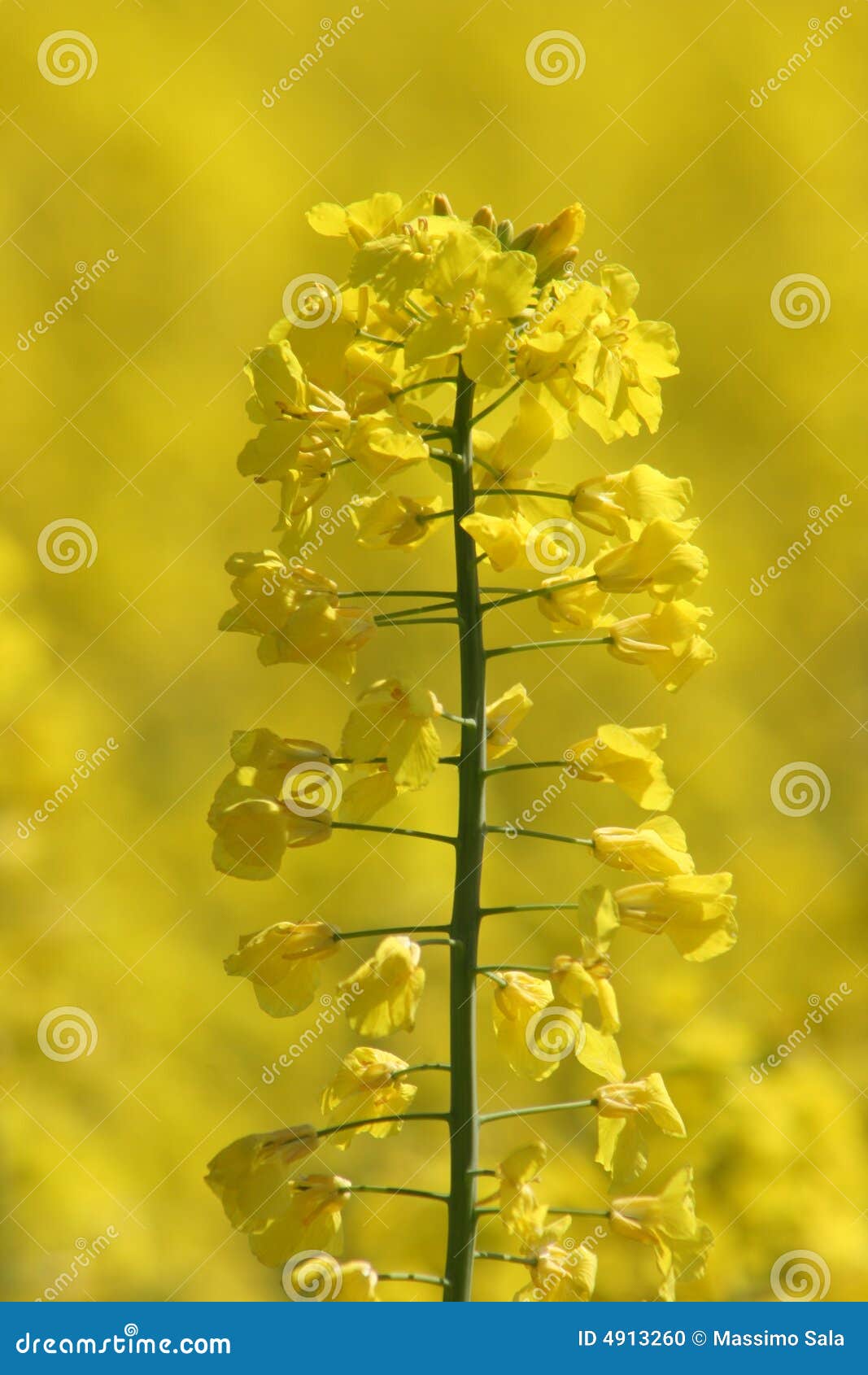 Rapeseed stock photo. Image of gold, crops, blossom, grow - 4913260