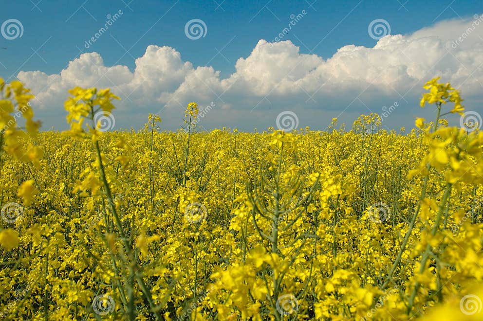 Rapeseed stock photo. Image of genetically, beautiful - 5192466