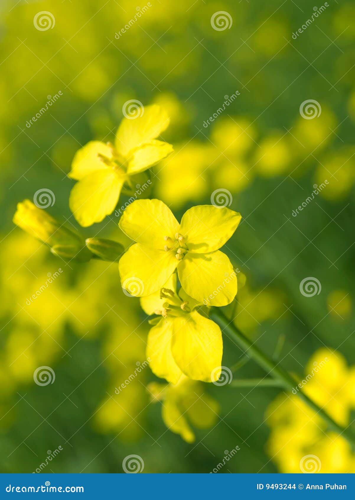 Rapeseed stock photo. Image of farmland, background, peace - 9493244