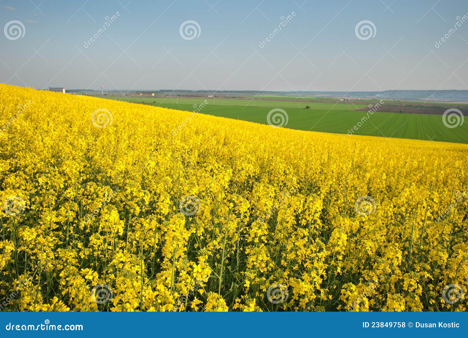 Rapeseed in bloom stock photo. Image of green, nature - 23849758