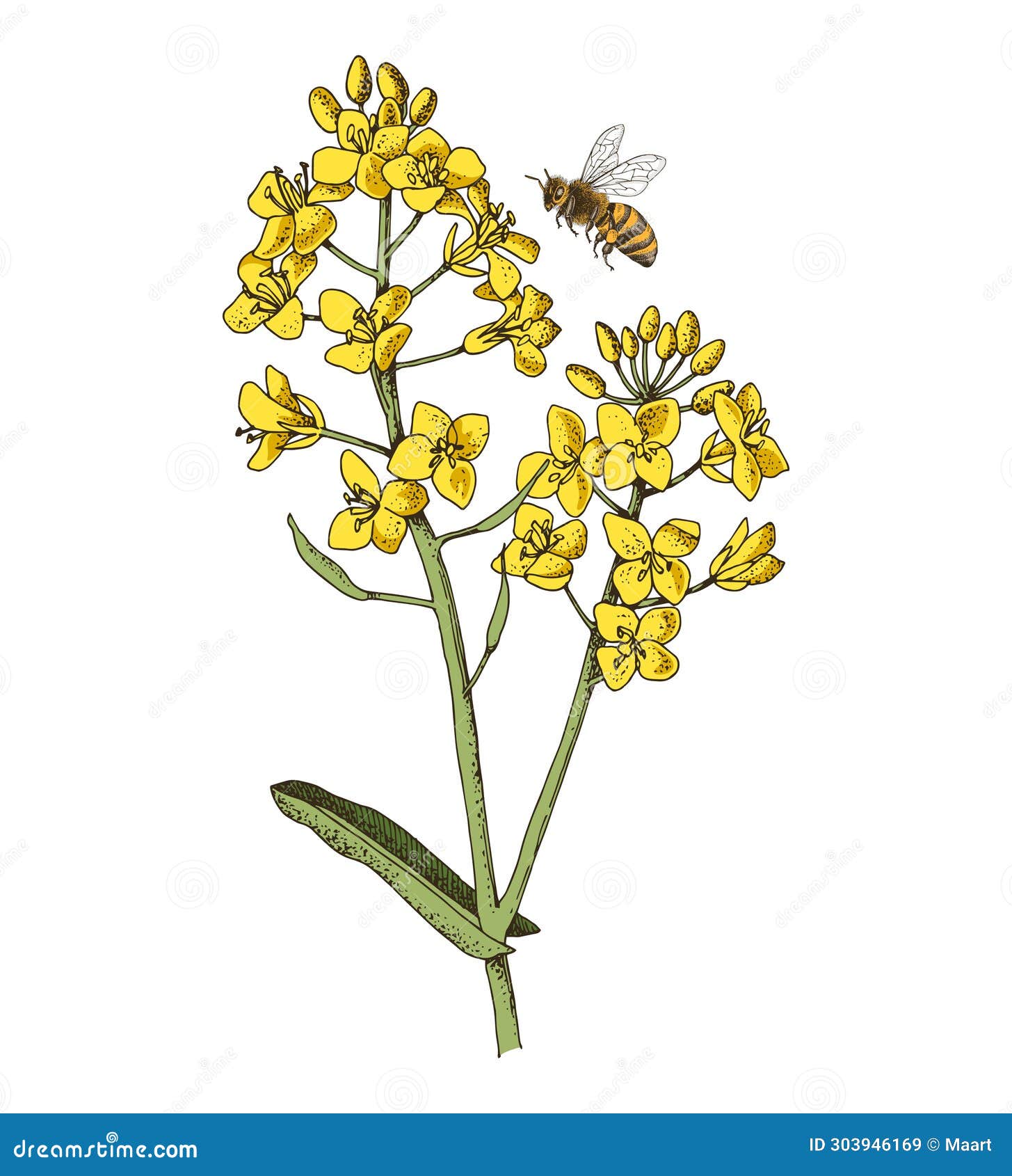 Rapeseed Blooming Branch with Flying Bee Stock Illustration ...