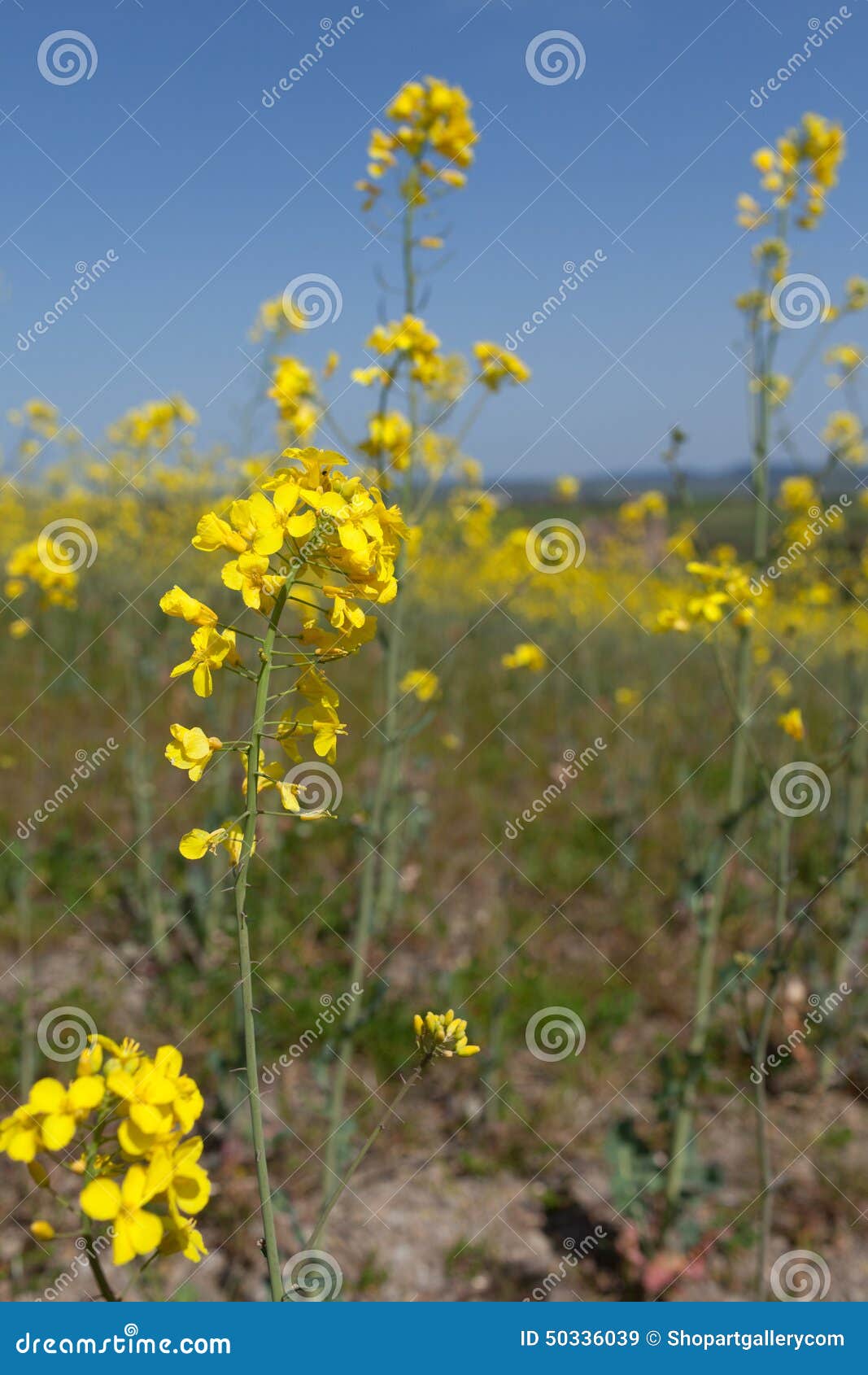 Rapeseed Blooms stock image. Image of fields, tree, natural - 50336039