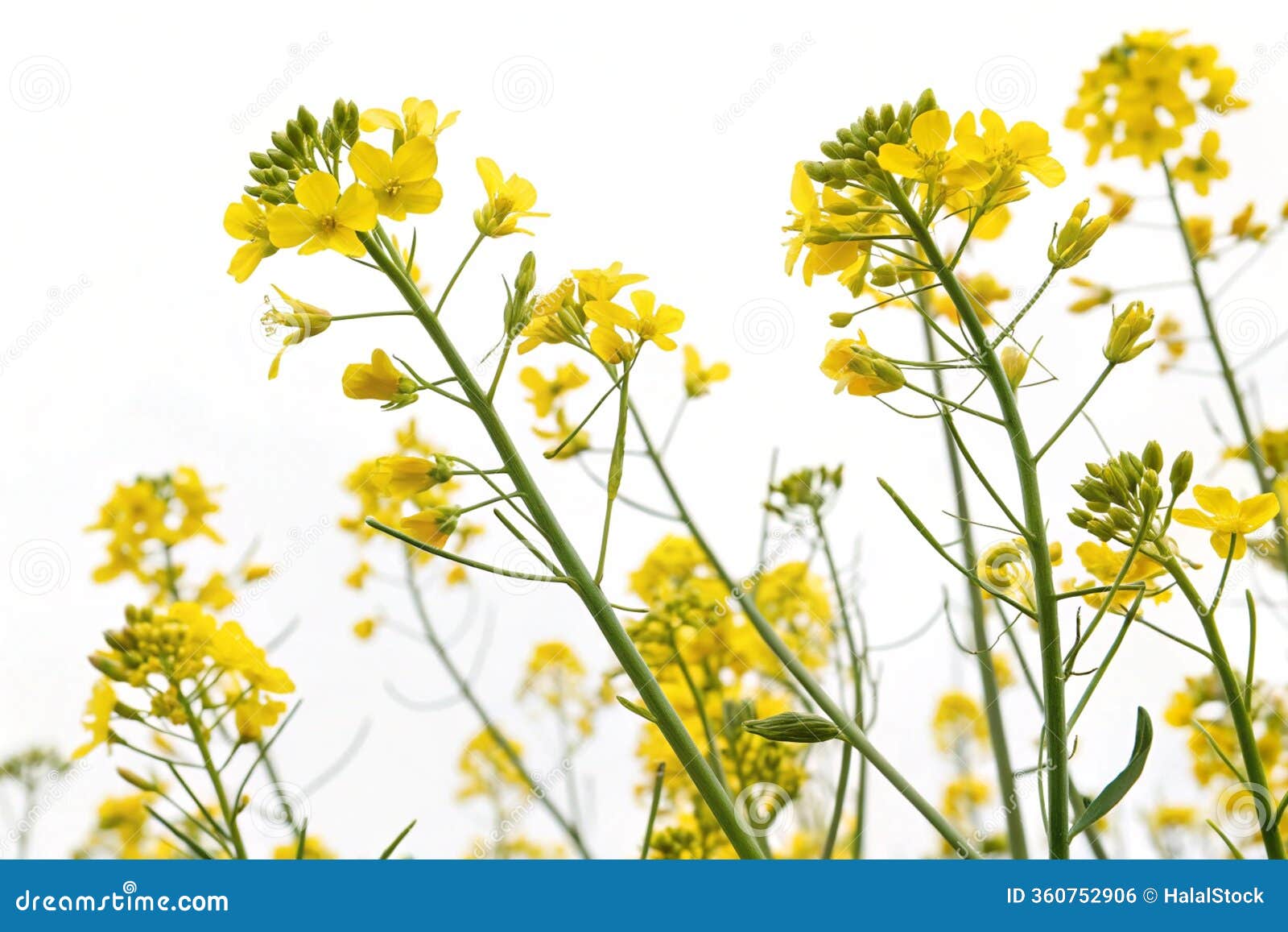 Rapeseed Brassica Napus Oilseed Rape Growth Stages Stock Illustration ...