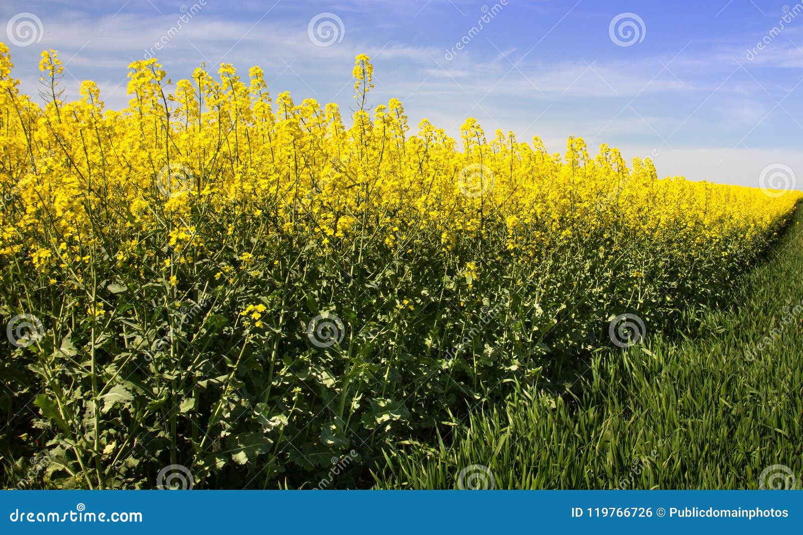 Rapeseed, Canola, Mustard Plant, Yellow Picture. Image: 119766726