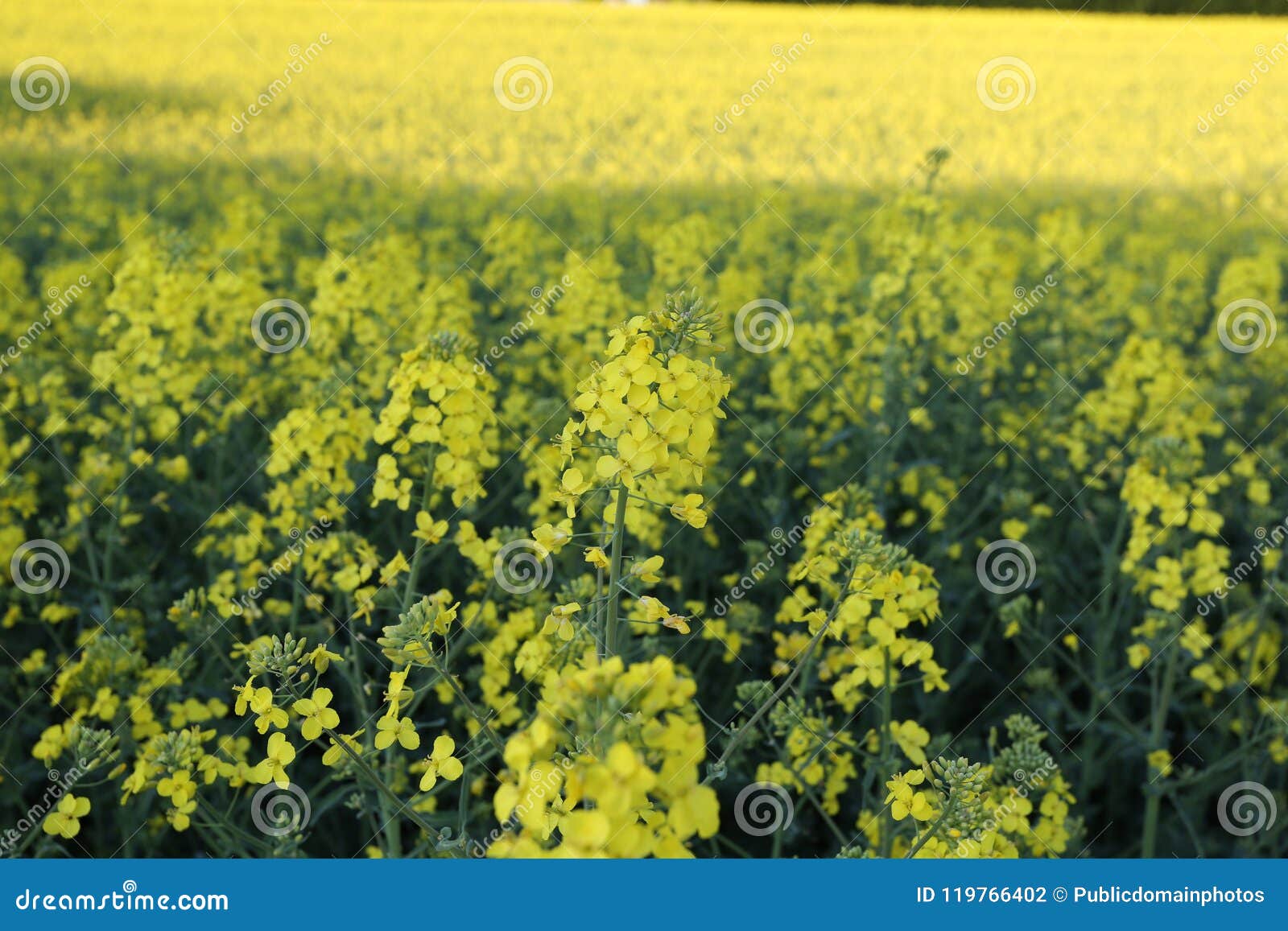 Rapeseed, Canola, Yellow, Mustard Plant Picture. Image: 119766402