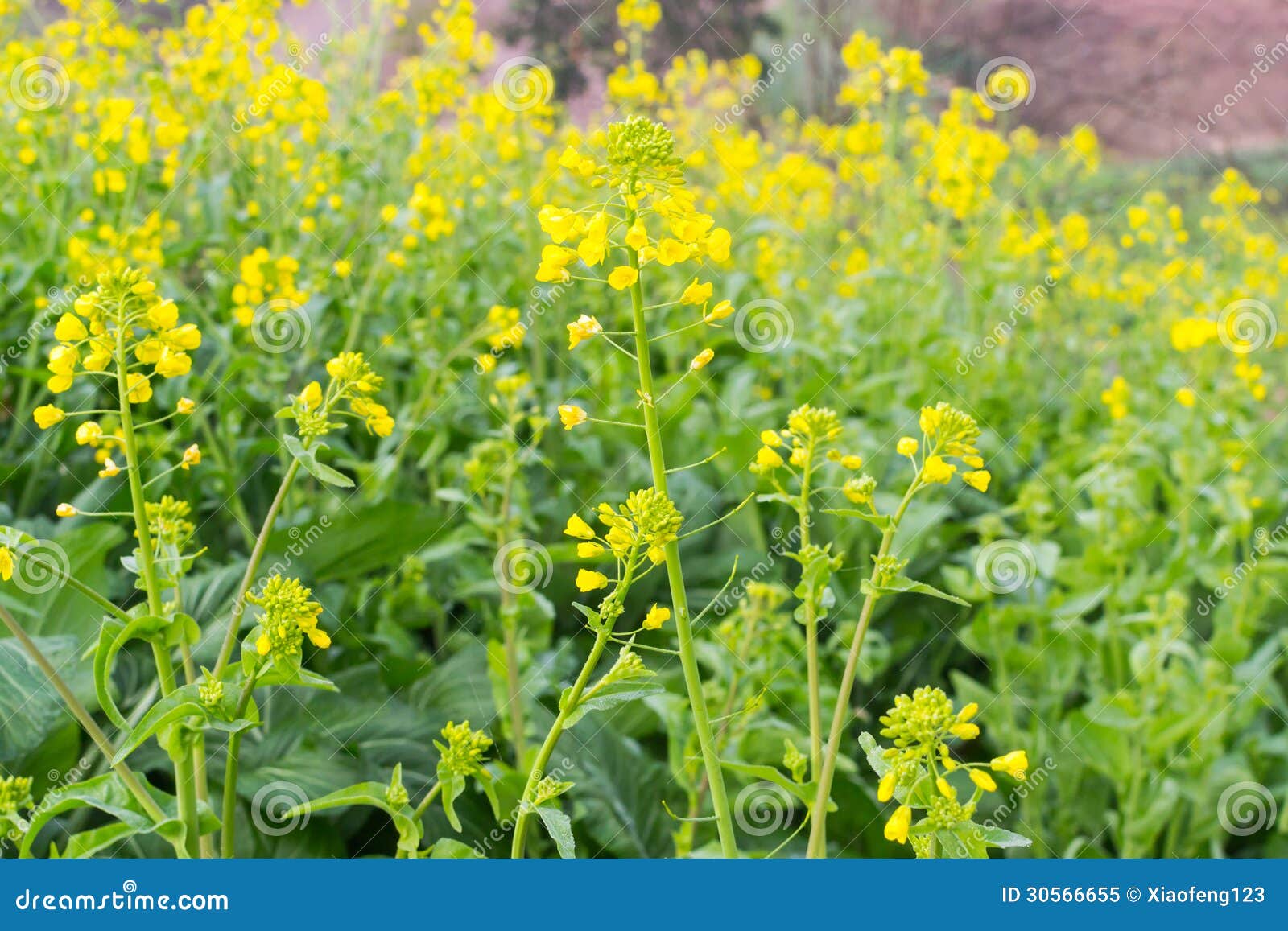 Rapeseed stock image. Image of outdoor, horizon, canola - 30566655
