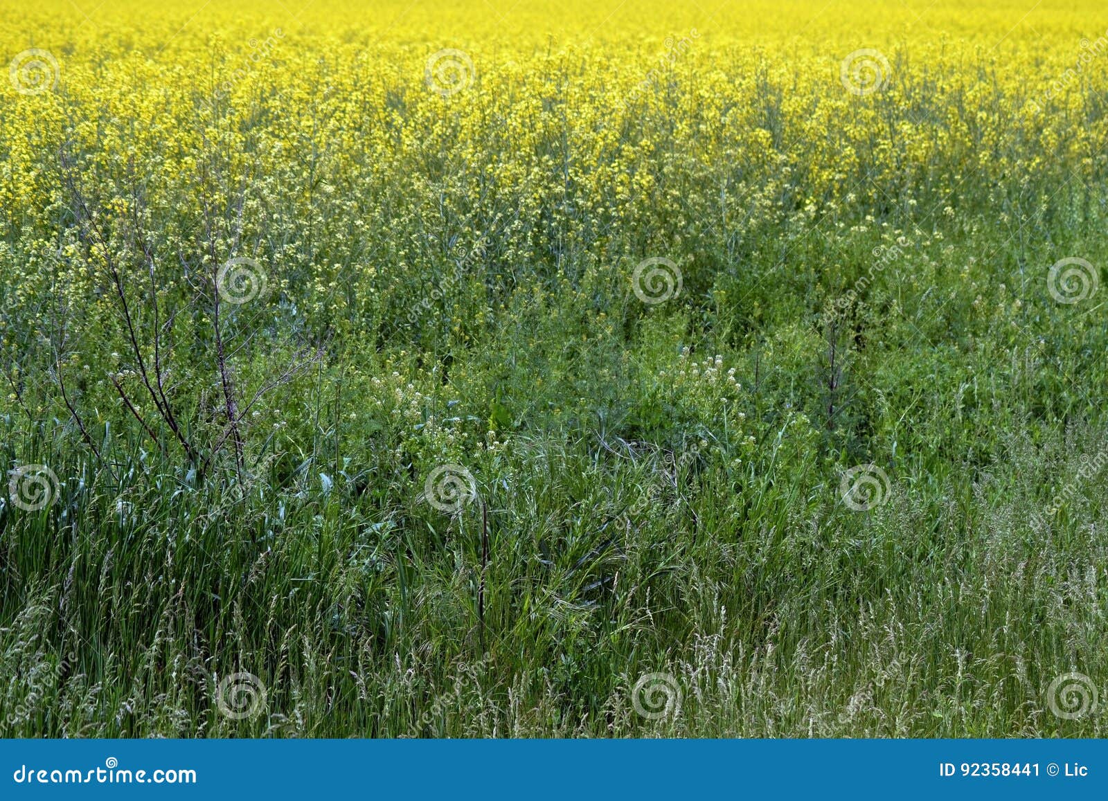 Rapeseed Crops in the Plain 1 Stock Image - Image of clouds, dream ...