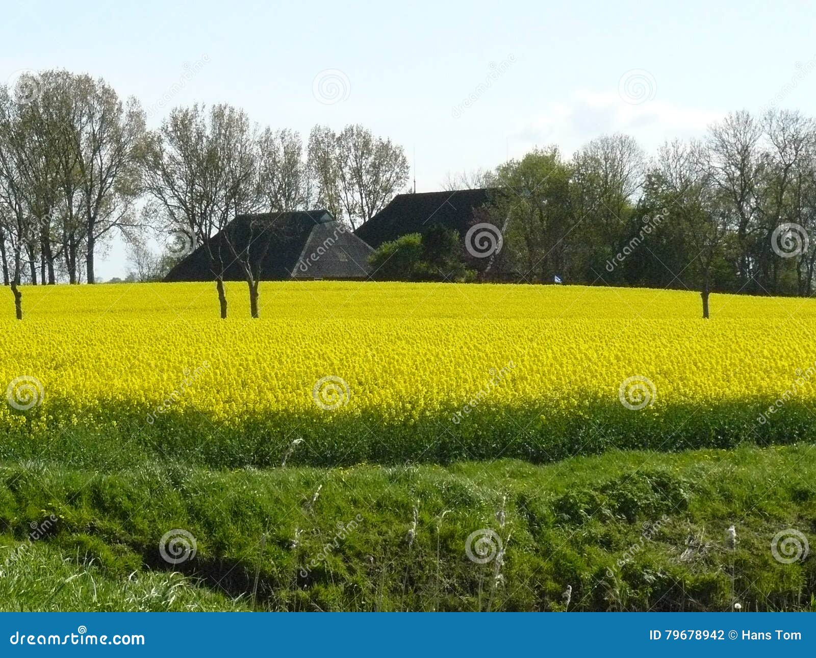 Rapeseed with Farm in the Field. Stock Photo - Image of landscape ...