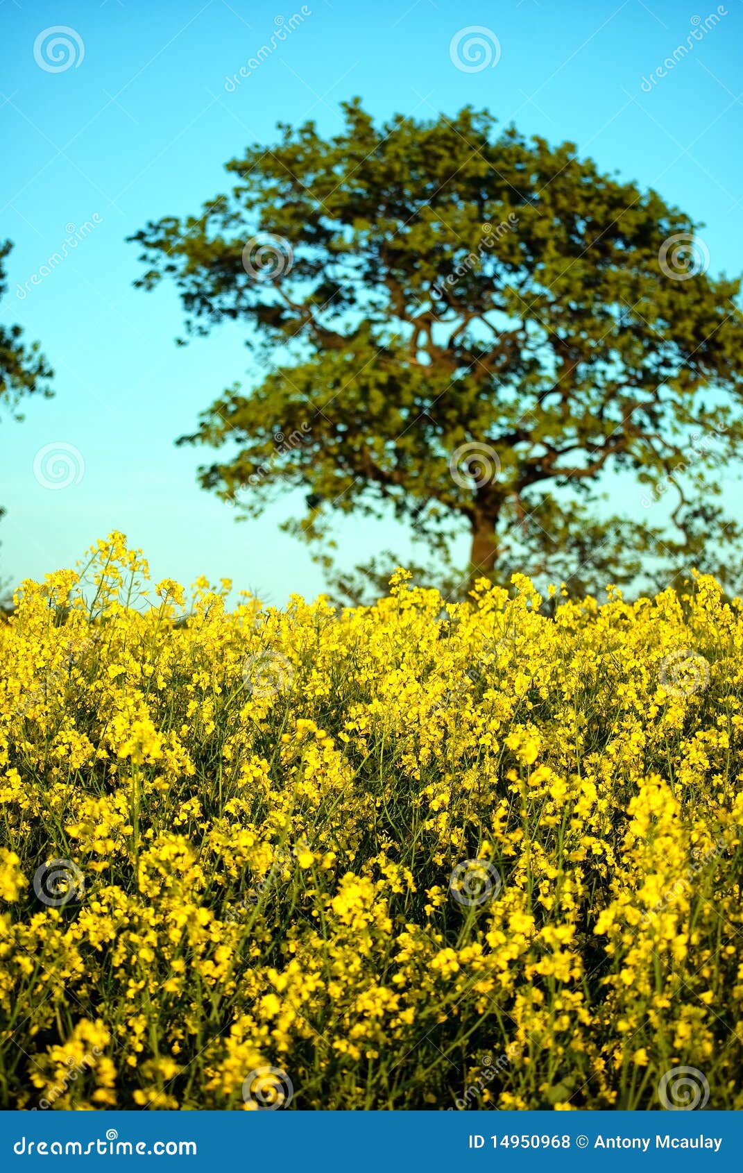 Rapeseed field 03 stock photo. Image of agriculture, nature - 14950968