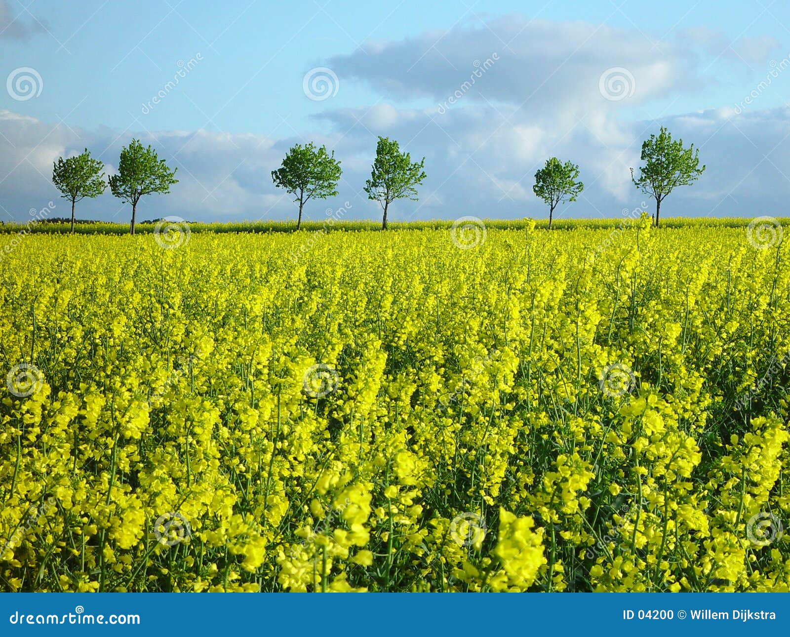Rapeseed field stock photo. Image of bright, horizon, tree - 4200