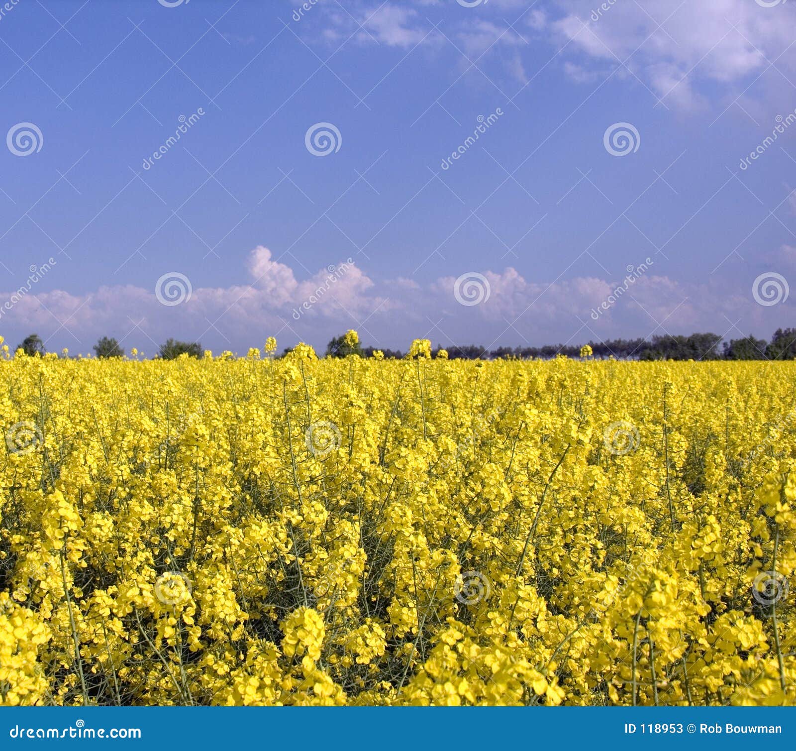 Rapeseed field stock image. Image of countryside, seed - 118953