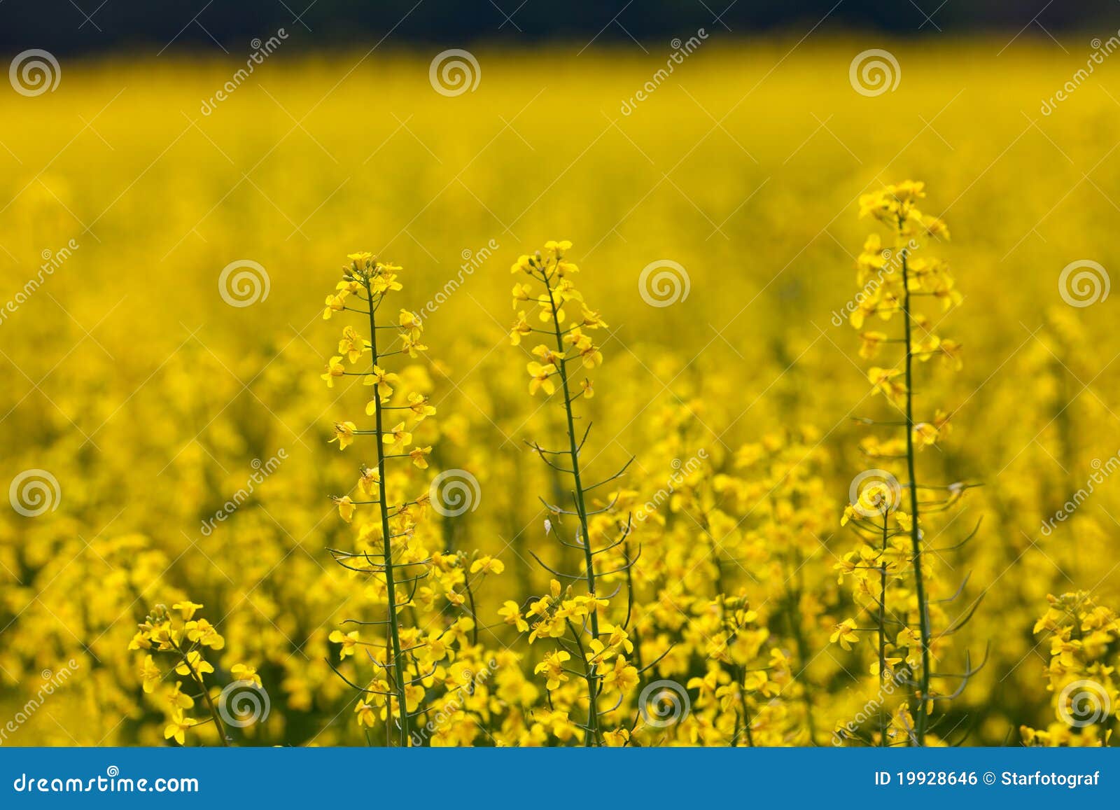 Rapeseed field stock photo. Image of ecological, grow - 19928646