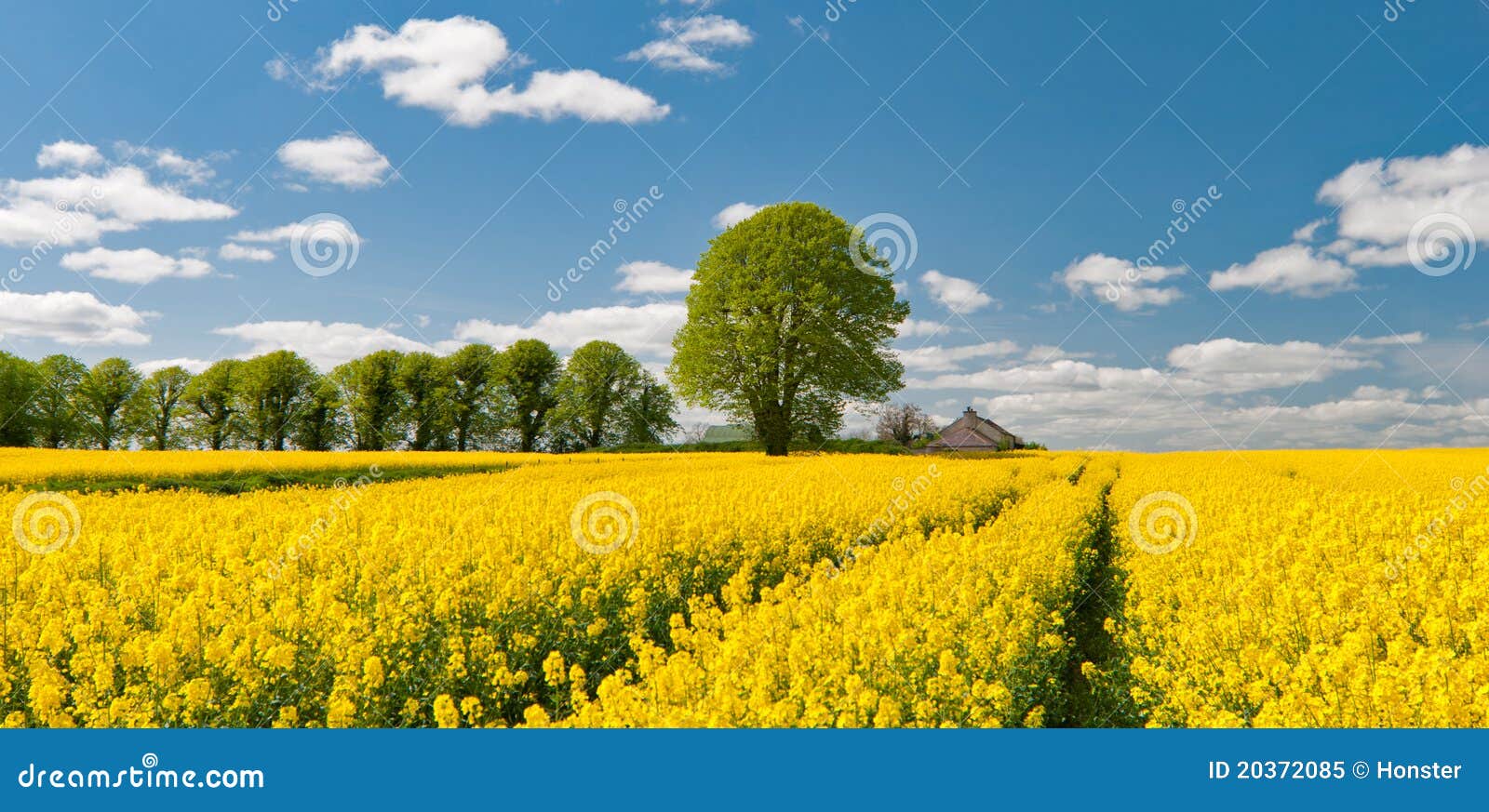 Rapeseed Field stock image. Image of countryside, sunny - 20372085