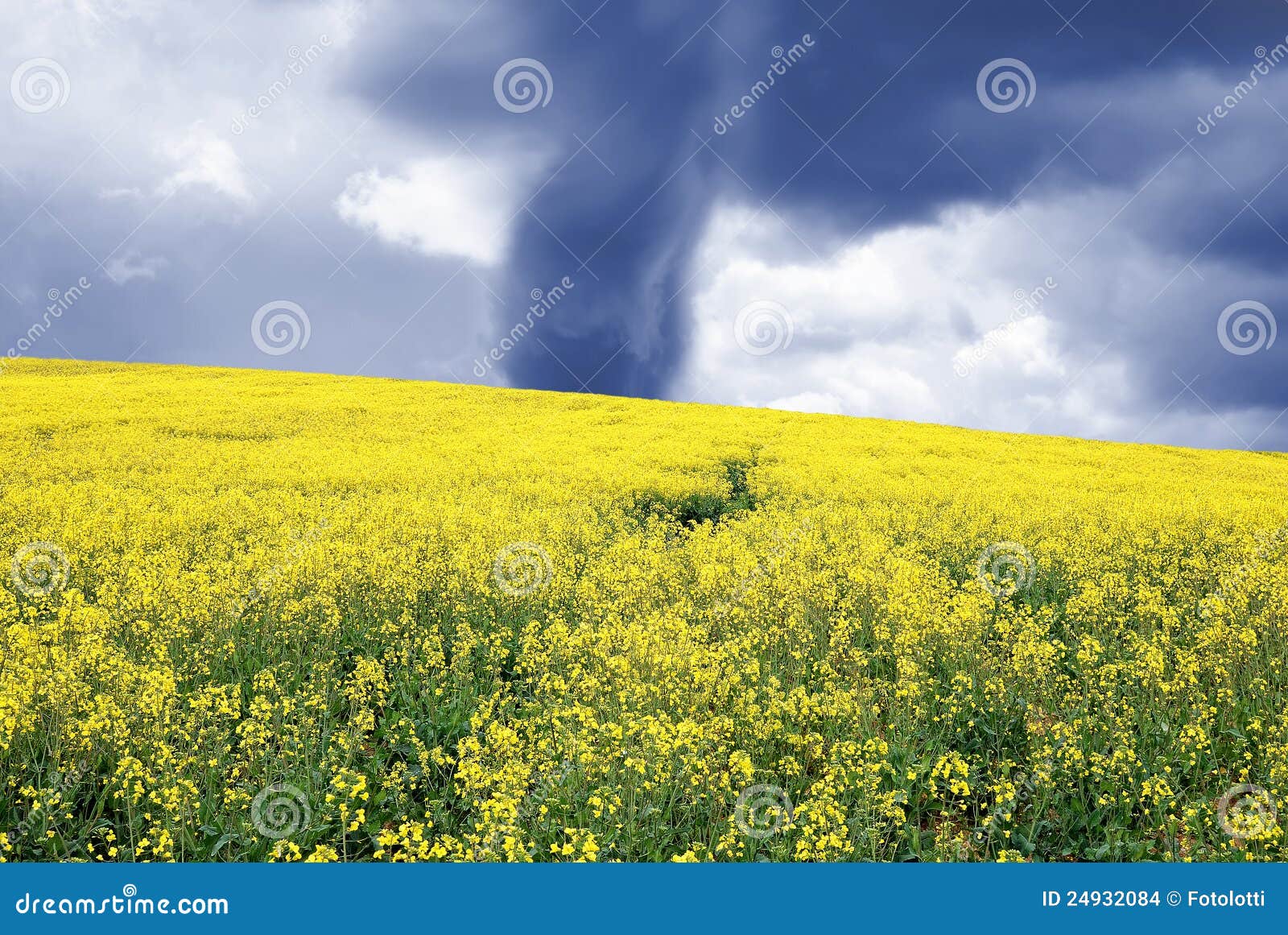 Rapeseed field stock photo. Image of gold, farm, clouds - 24932084