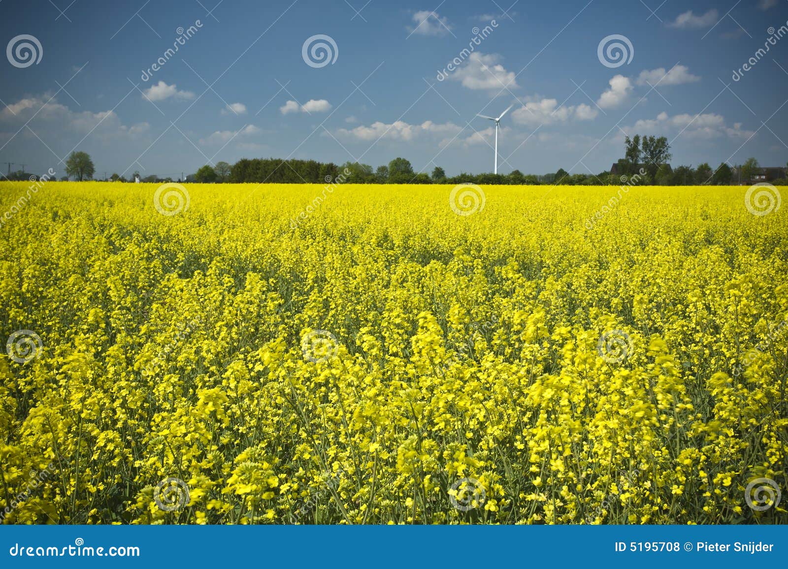 Rapeseed field stock photo. Image of enviromental, energy - 5195708