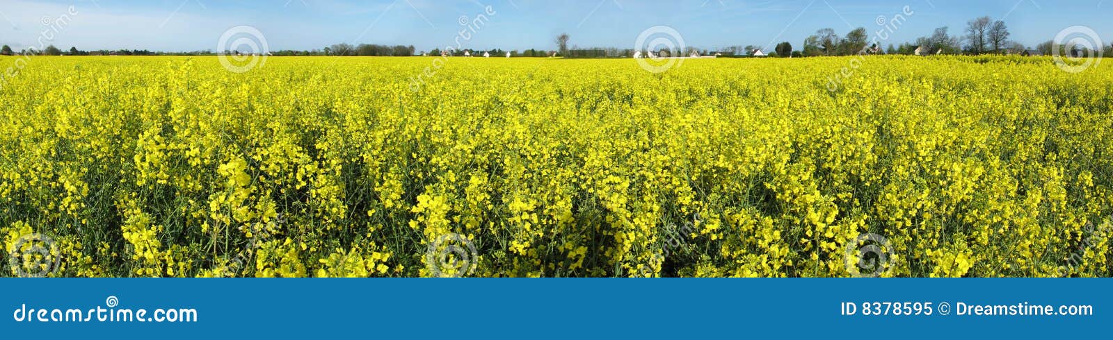Rapeseed field stock image. Image of renewable, world - 8378595