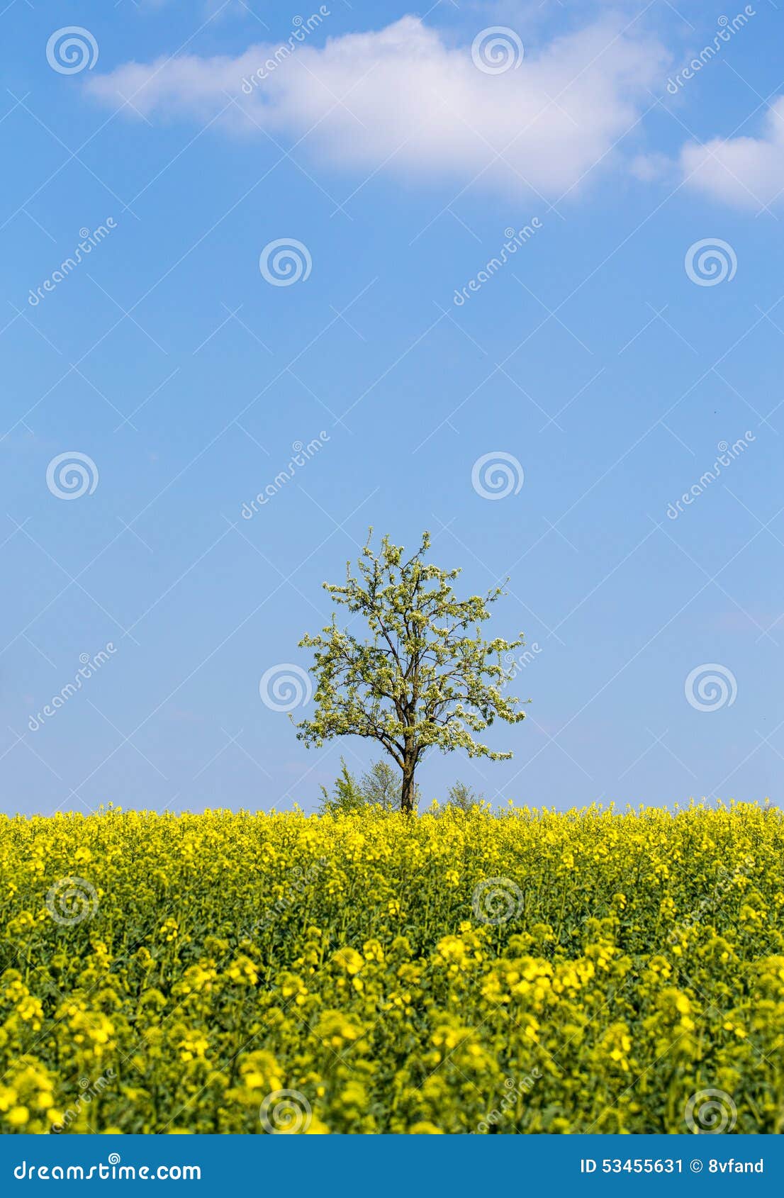 Rapeseed Field with Apple Tree and Blue Sky Stock Image - Image of ...