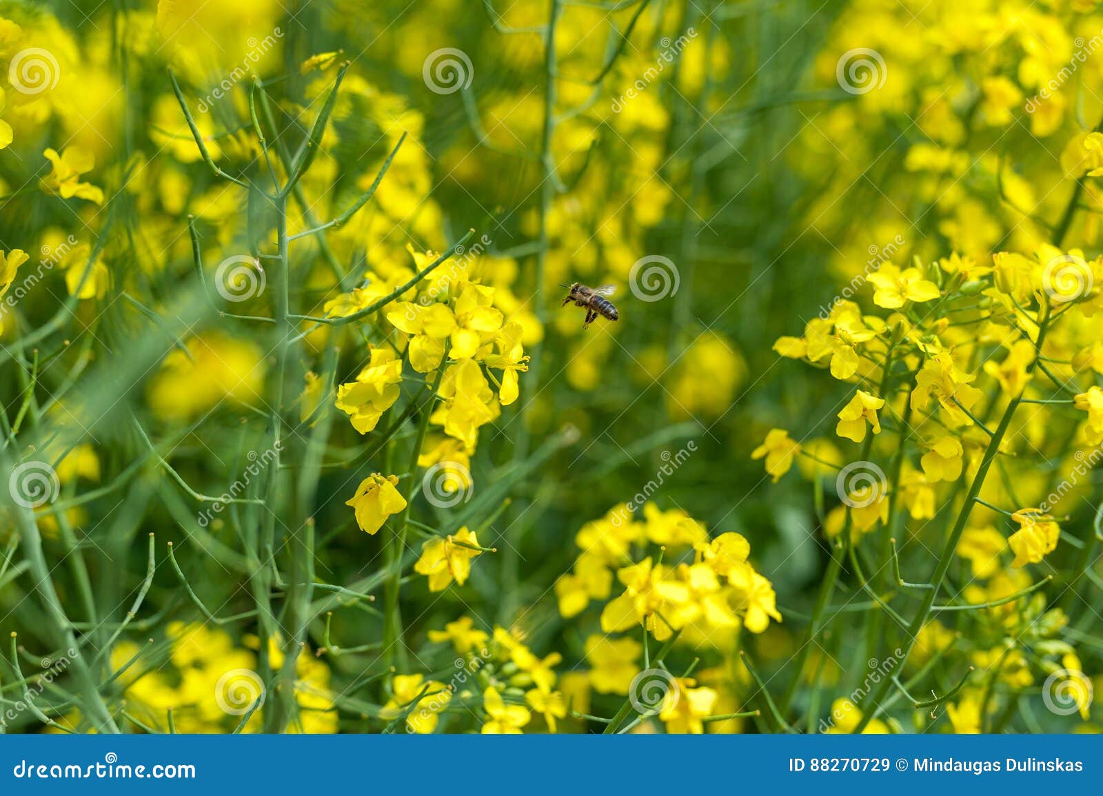 Rapeseed Field and Bee Flying Over the Blossom Stock Image - Image of ...