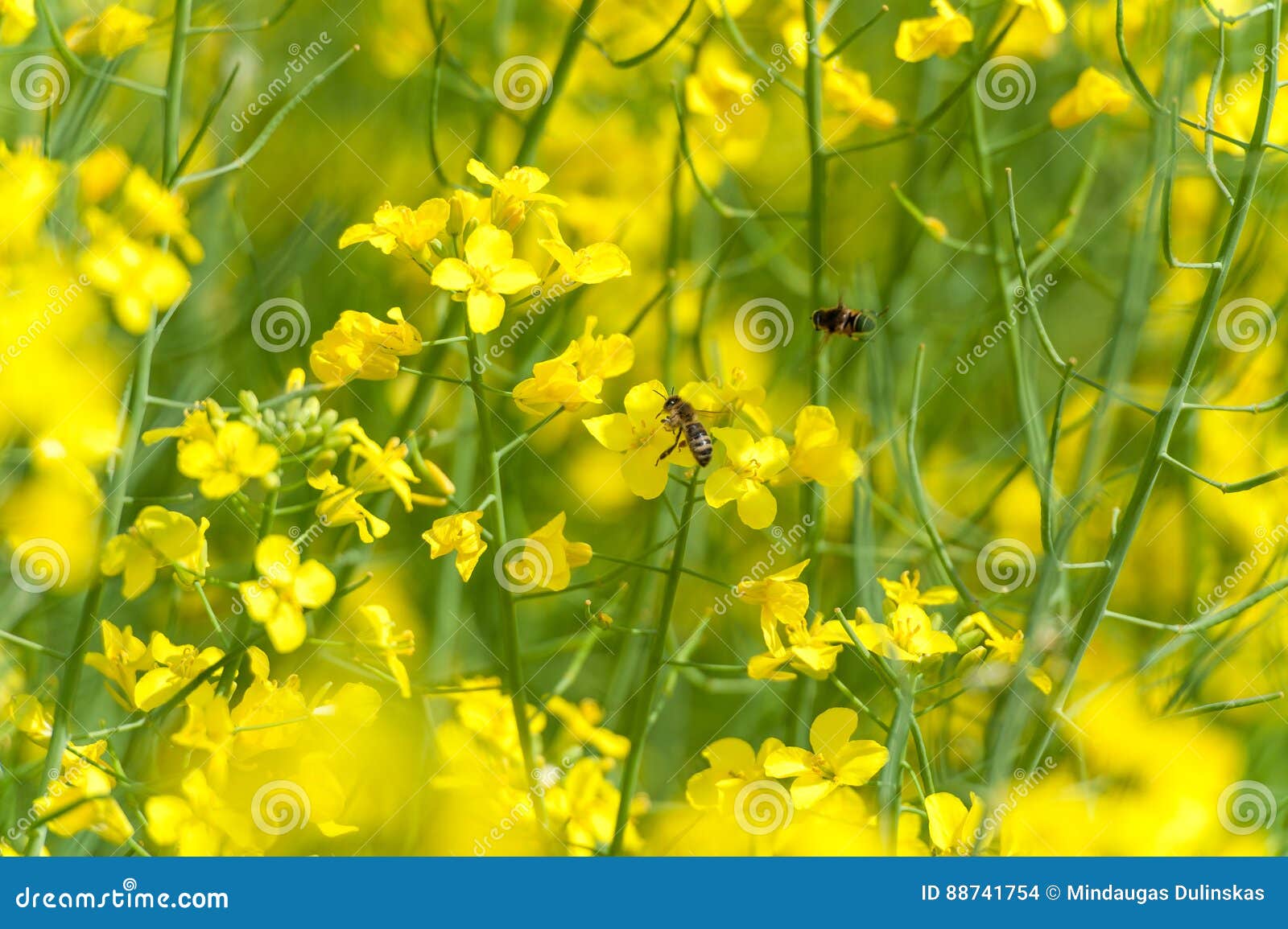 Rapeseed Field and Bees in Background. Stock Photo - Image of farming ...