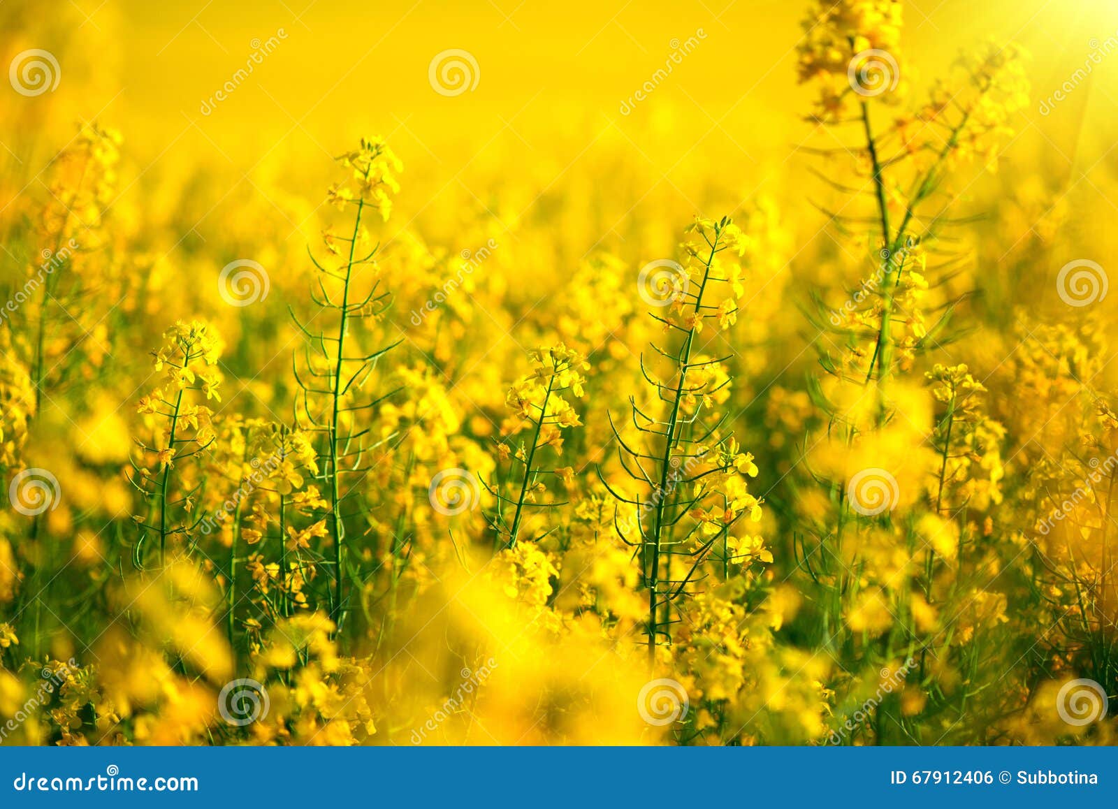 Rapeseed Field. Blooming Canola Stock Photo - Image of ethanol ...