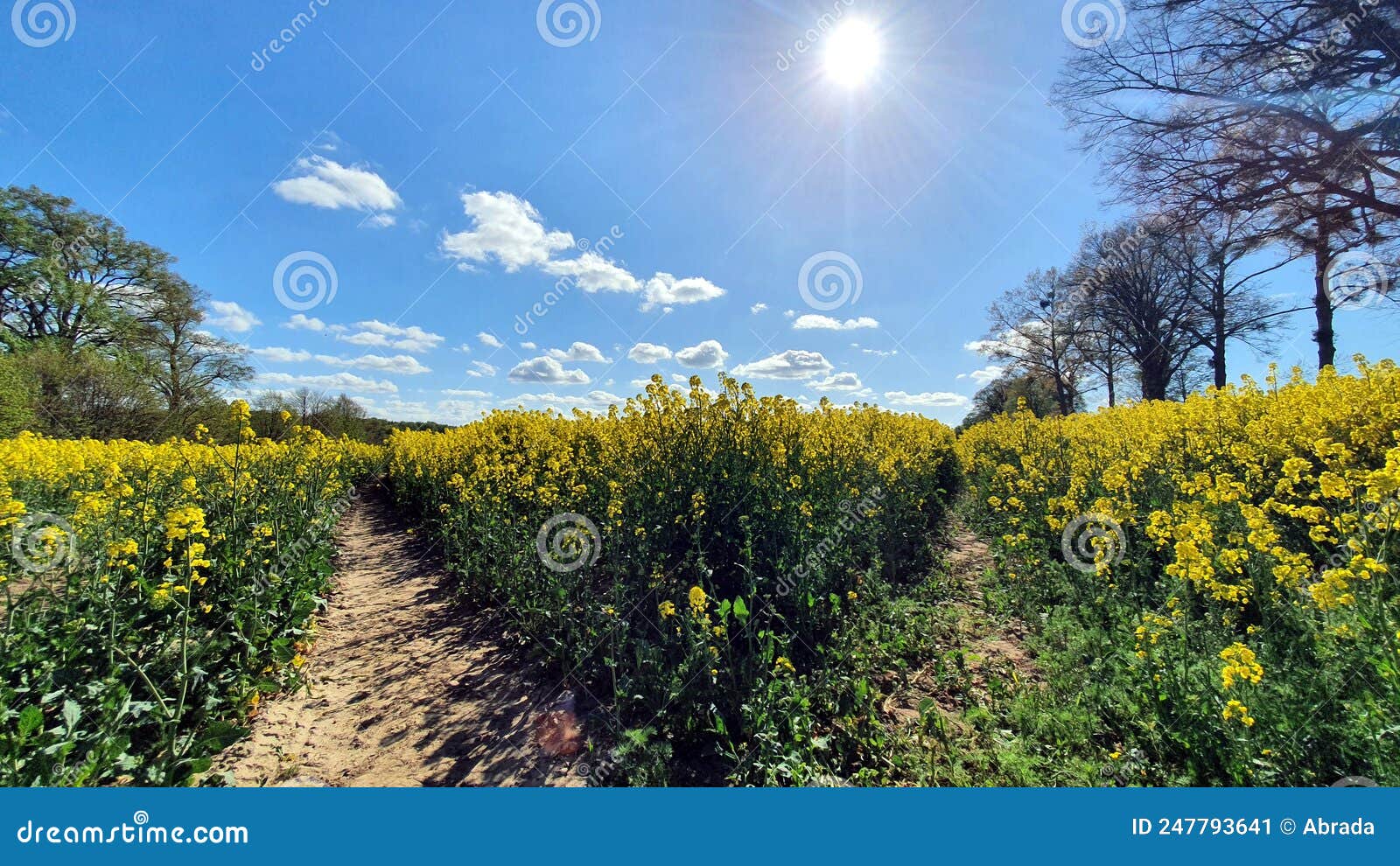 Rapeseed Field with Blue Sky and Small Clouds Stock Image - Image of ...
