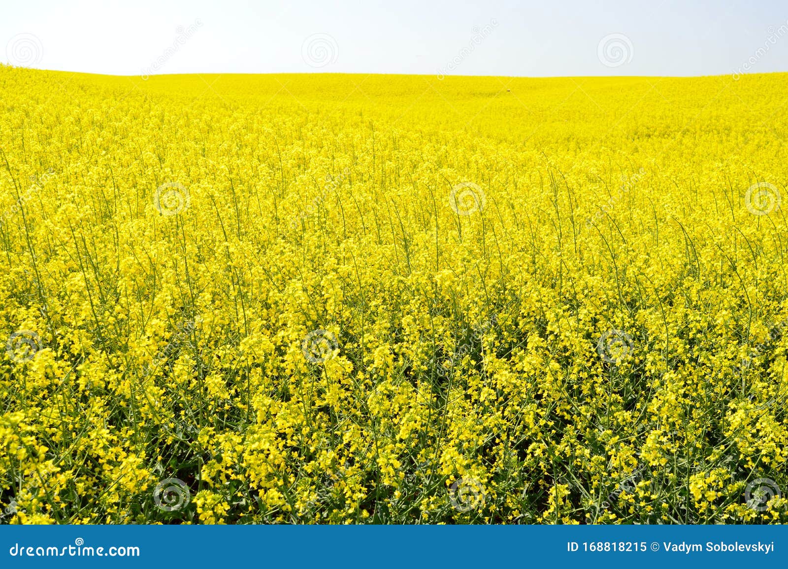 Rapeseed Field stock image. Image of crop, blooming - 168818215