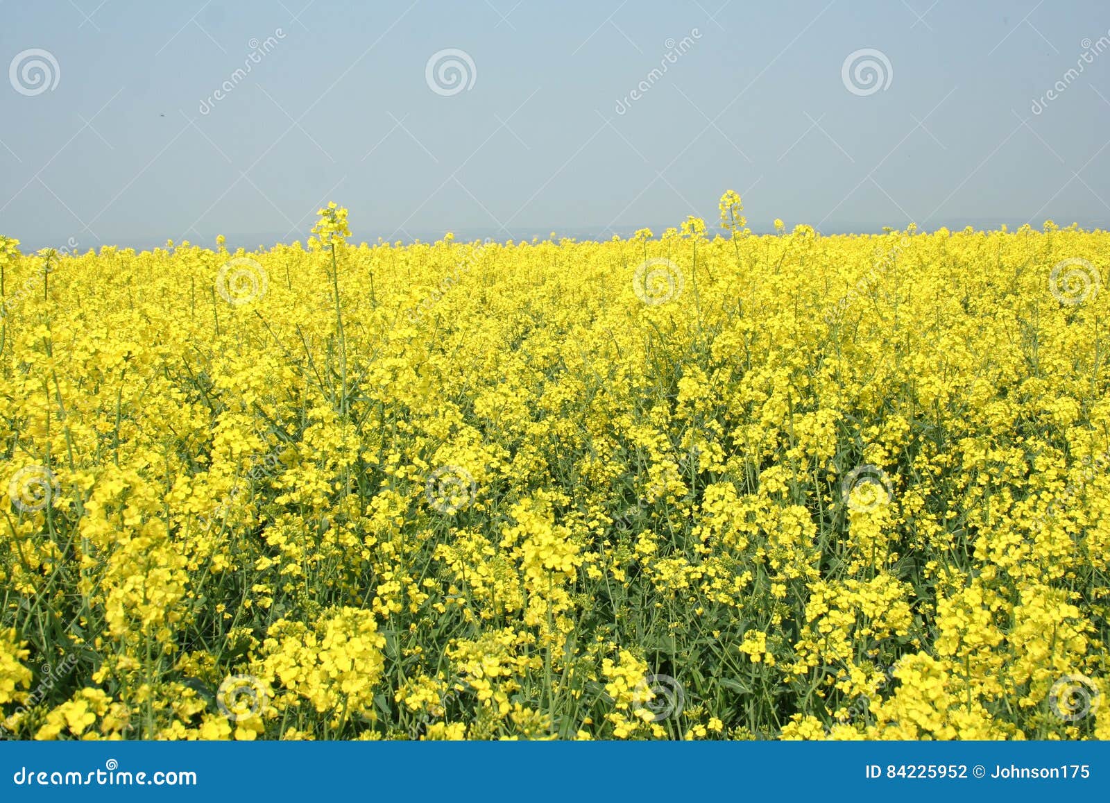 Rapeseed Field stock photo. Image of fields, landscape - 84225952