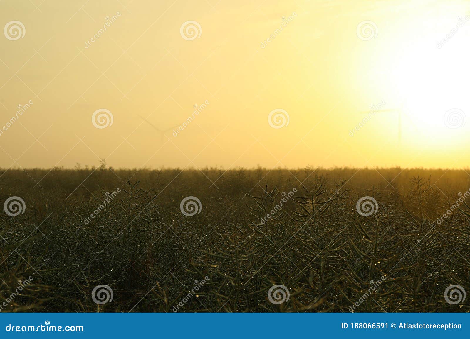 Rapeseed Powder Stock Photos - Free & Royalty-Free Stock Photos from ...