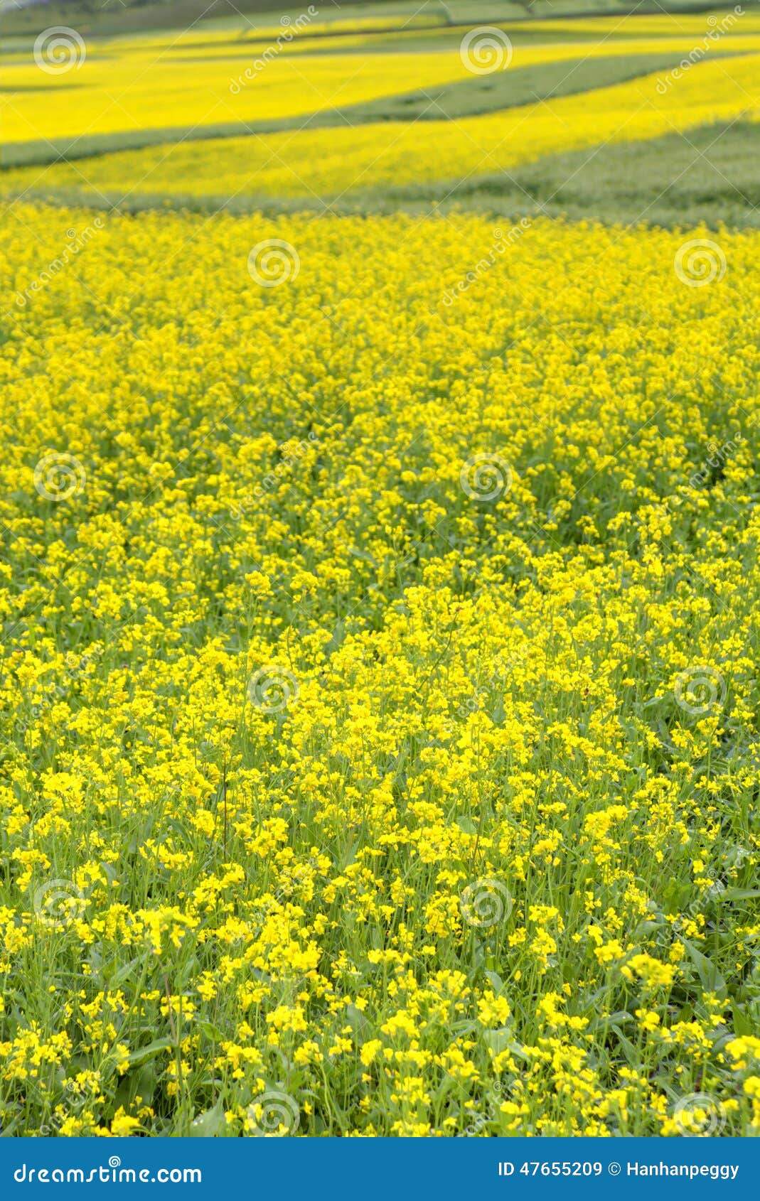 Rapeseed field stock image. Image of brassica, brasica - 47655209