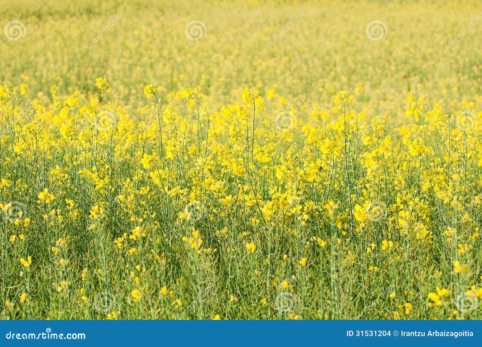 Yellow Field Of Flowers