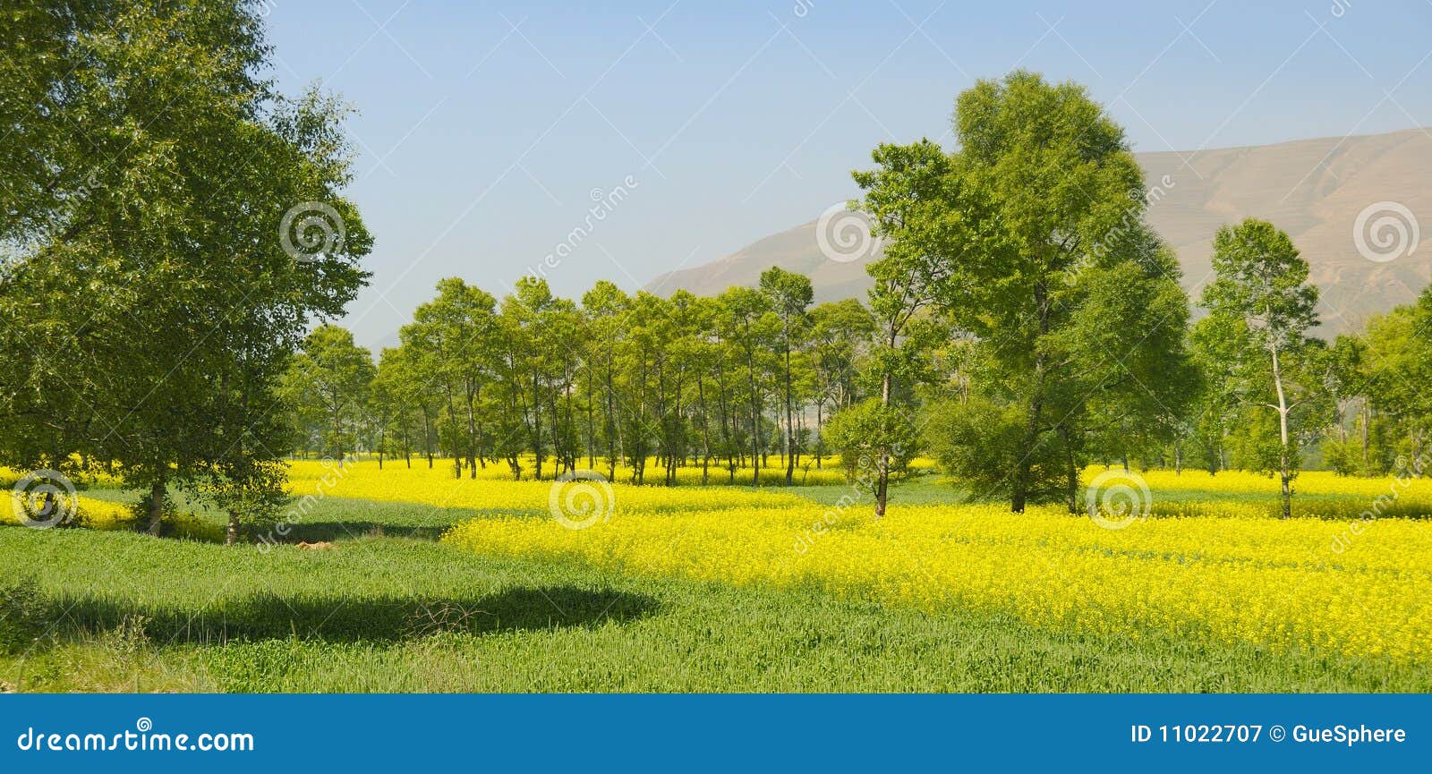 Rapeseed Field in the High Valley Stock Image - Image of concept ...