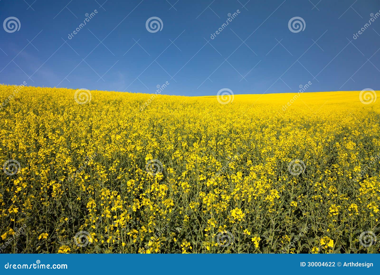 Rapeseed field stock photo. Image of agricultural, agrarian - 30004622