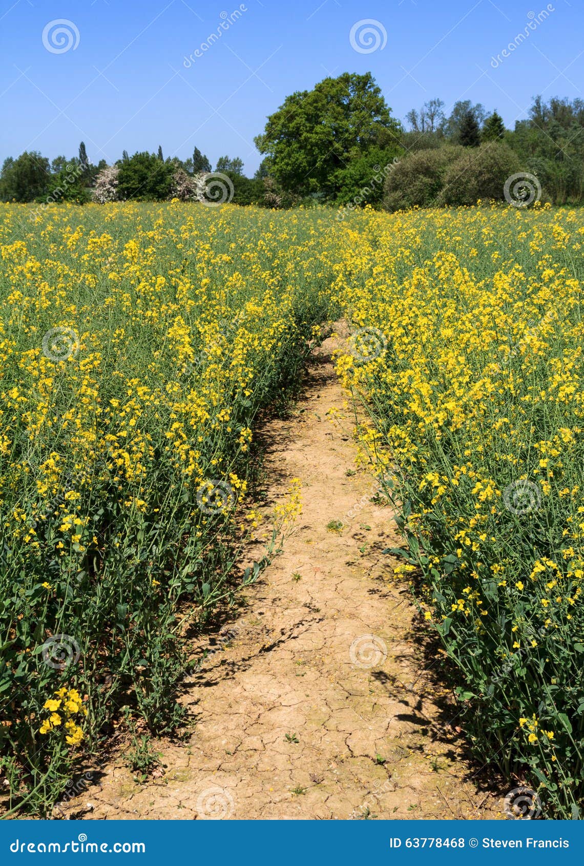 Rapeseed Field Path stock photo. Image of track, forest - 63778468