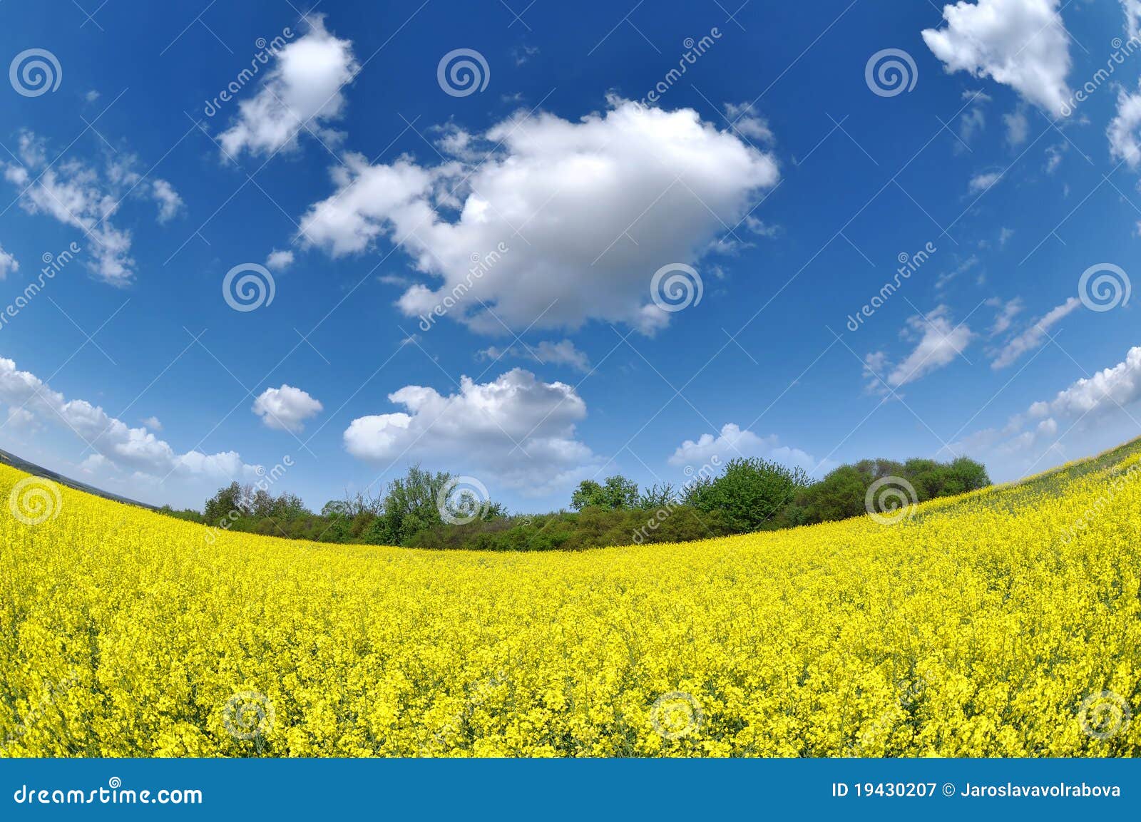 Rapeseed Field Photographed Fisheye Stock Image - Image of meadow, land ...
