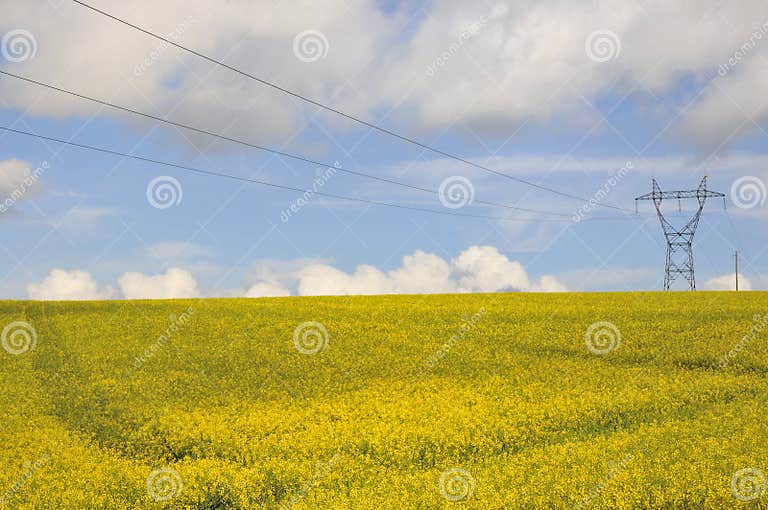 Rapeseed Field with Power Line Stock Photo - Image of clouds, field ...