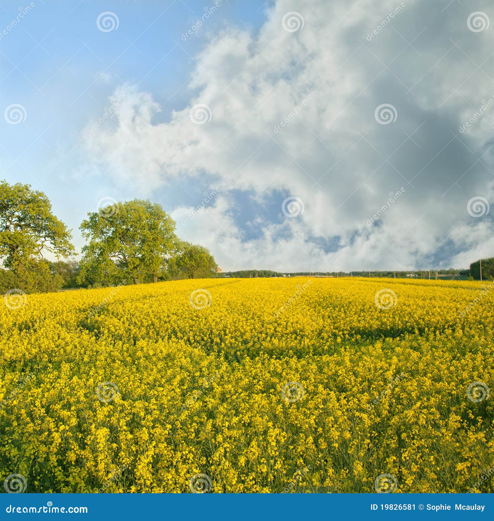 Rapeseed field scene stock image. Image of blue, landscape - 19826581
