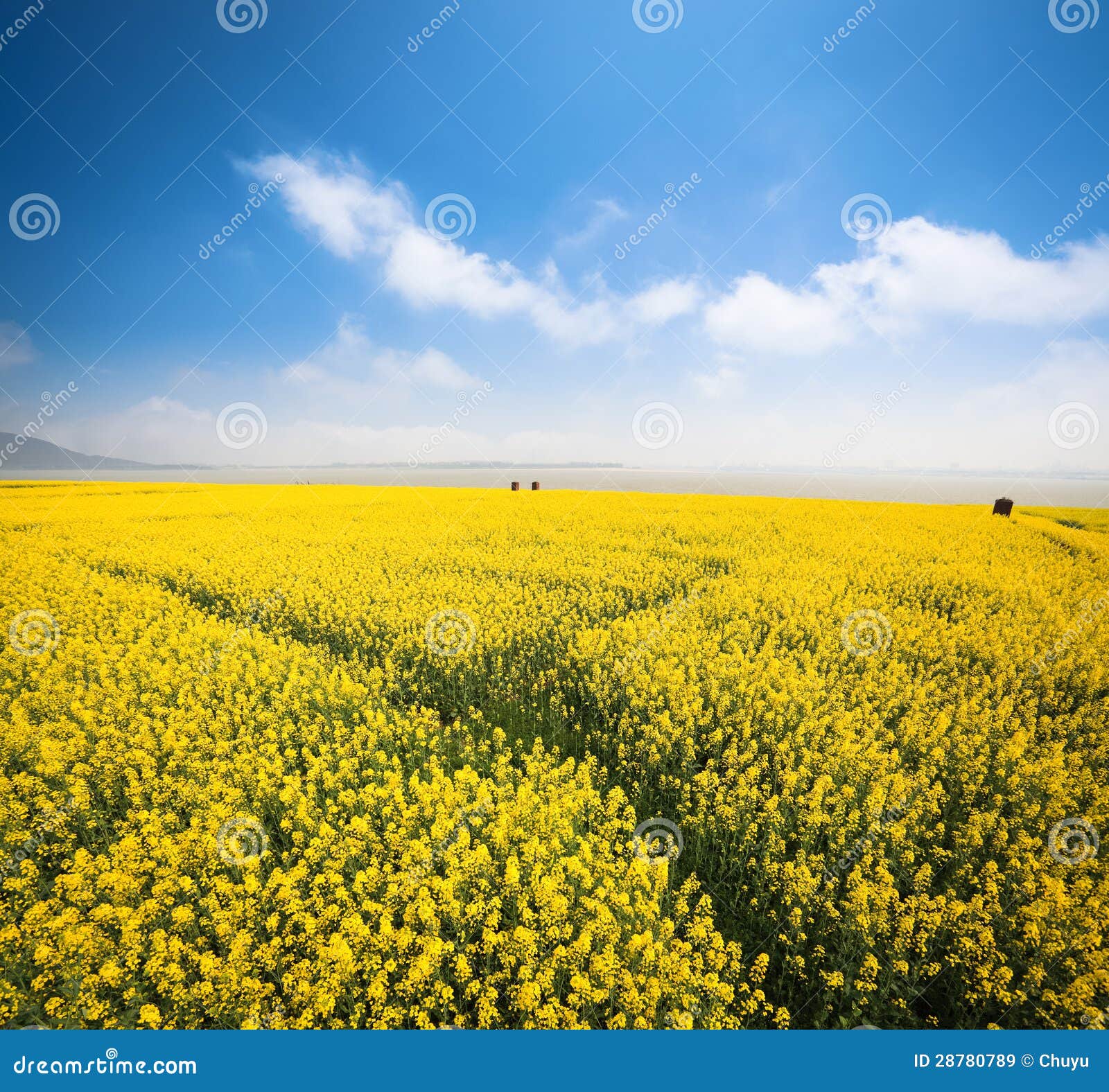 Rapeseed field in spring stock image. Image of agriculture - 28780789
