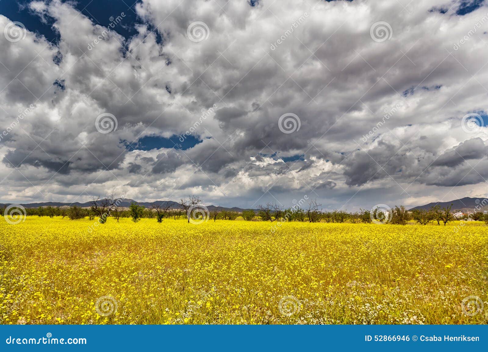 Rapeseed field stock photo. Image of white, field, plant - 52866946