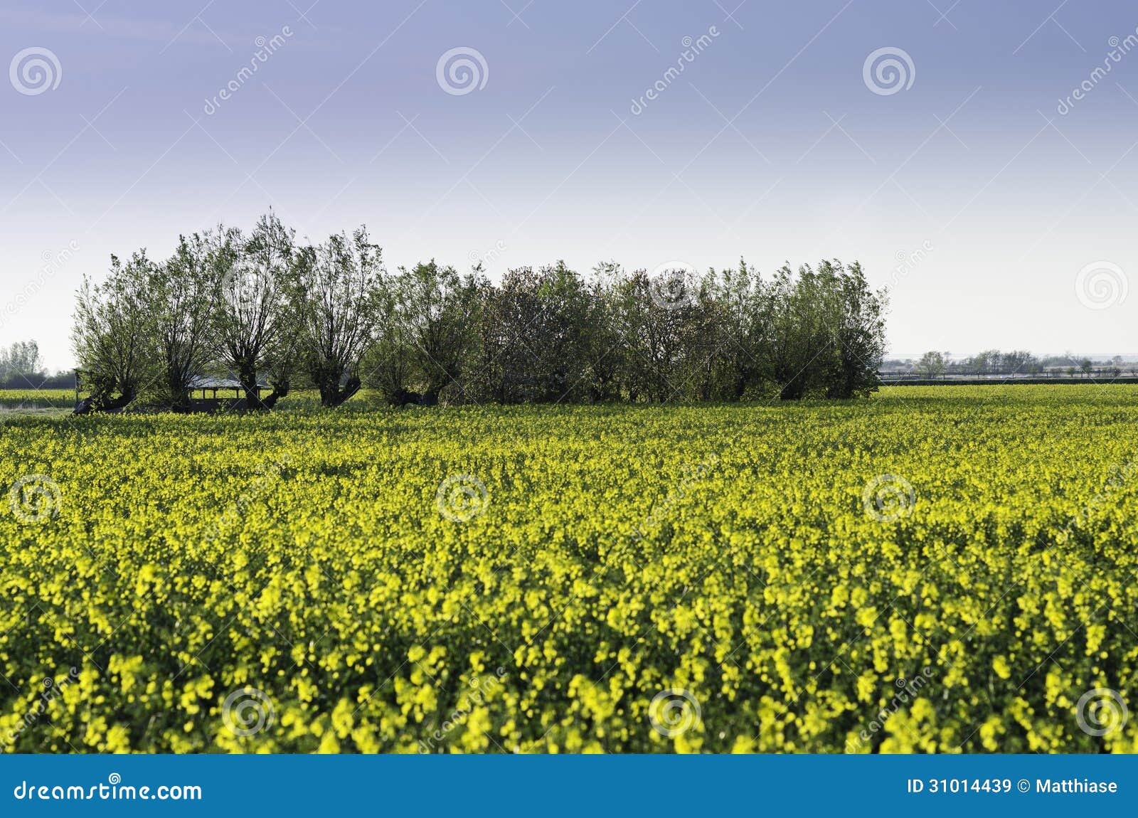 Canola field stock image. Image of countryside, nature - 31014439
