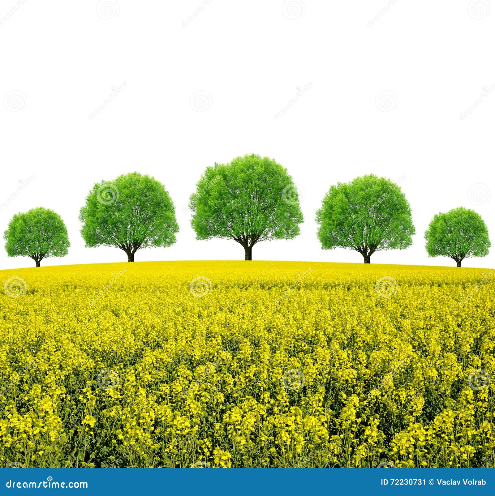Rapeseed field with trees stock image. Image of farming - 72230731