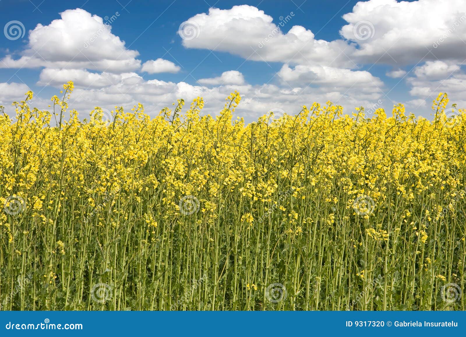 Rapeseed fields stock photo. Image of agriculture, spring - 9317320