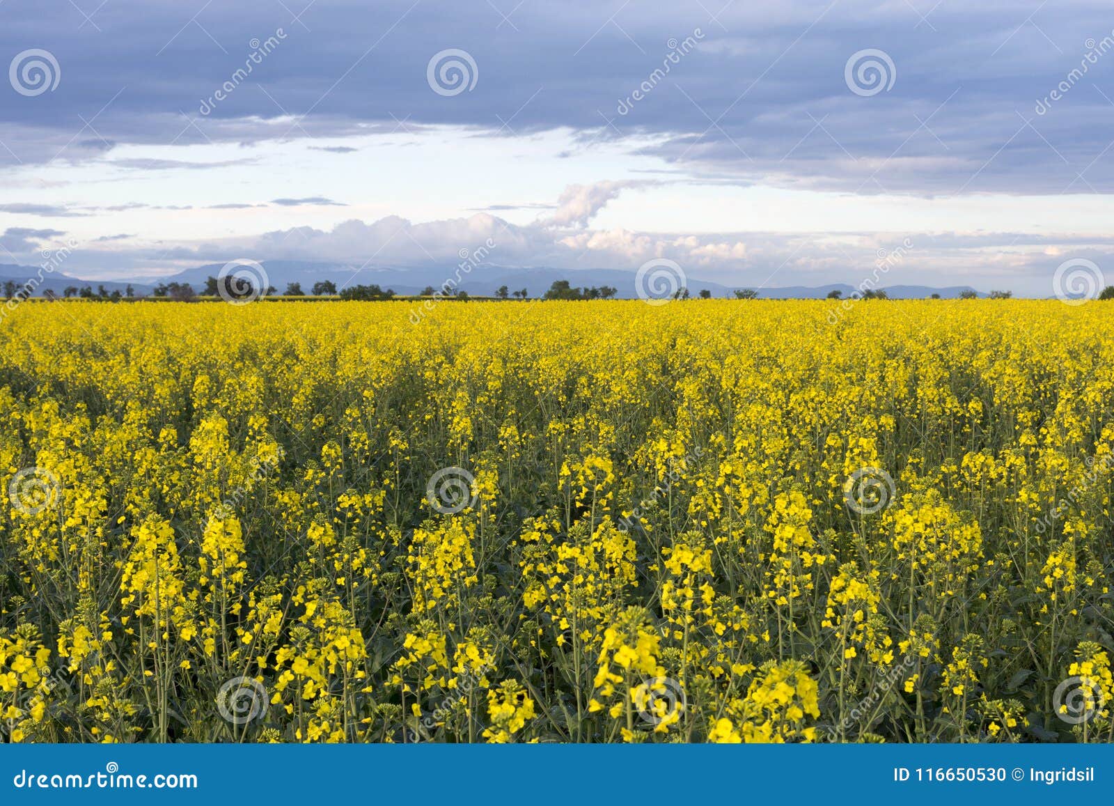 Rapeseed Fields with a Cloudy Sky at Sunset. Stock Photo - Image of ...