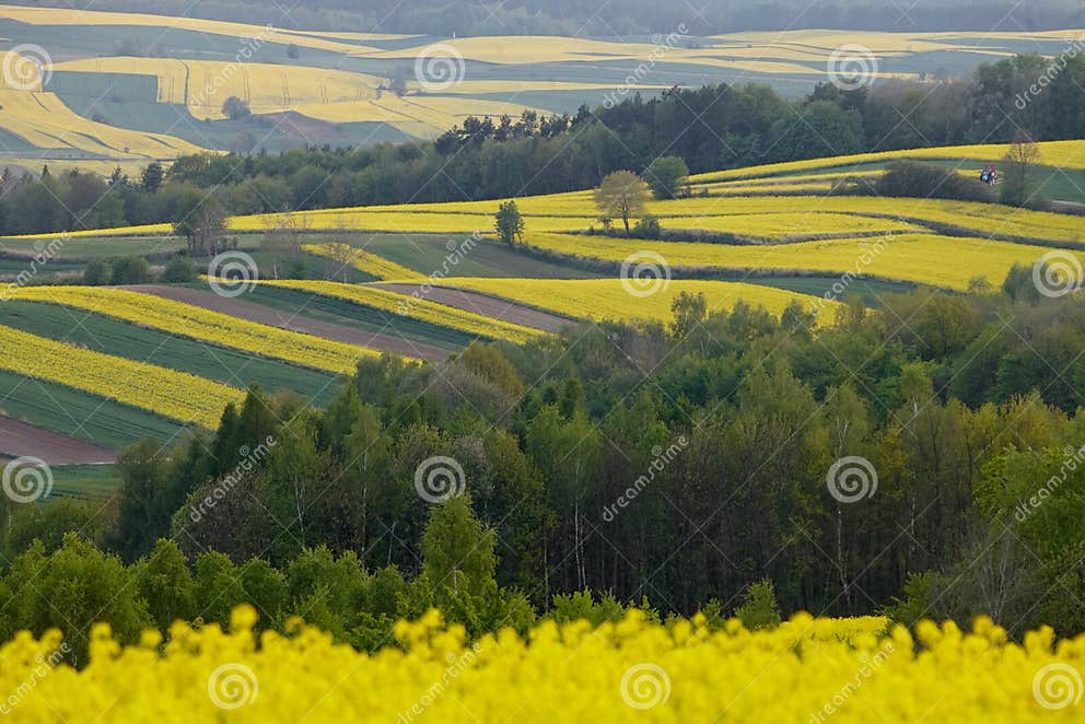 Rapeseed Fields Create Beautiful Geometric Patterns Stock Image - Image ...