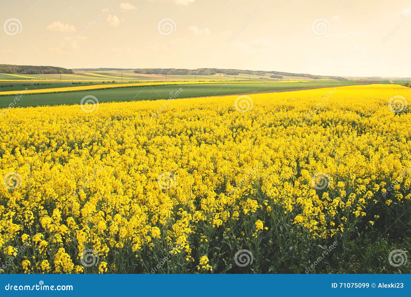 Rapeseed fields stock image. Image of grassland, prairie - 71075099