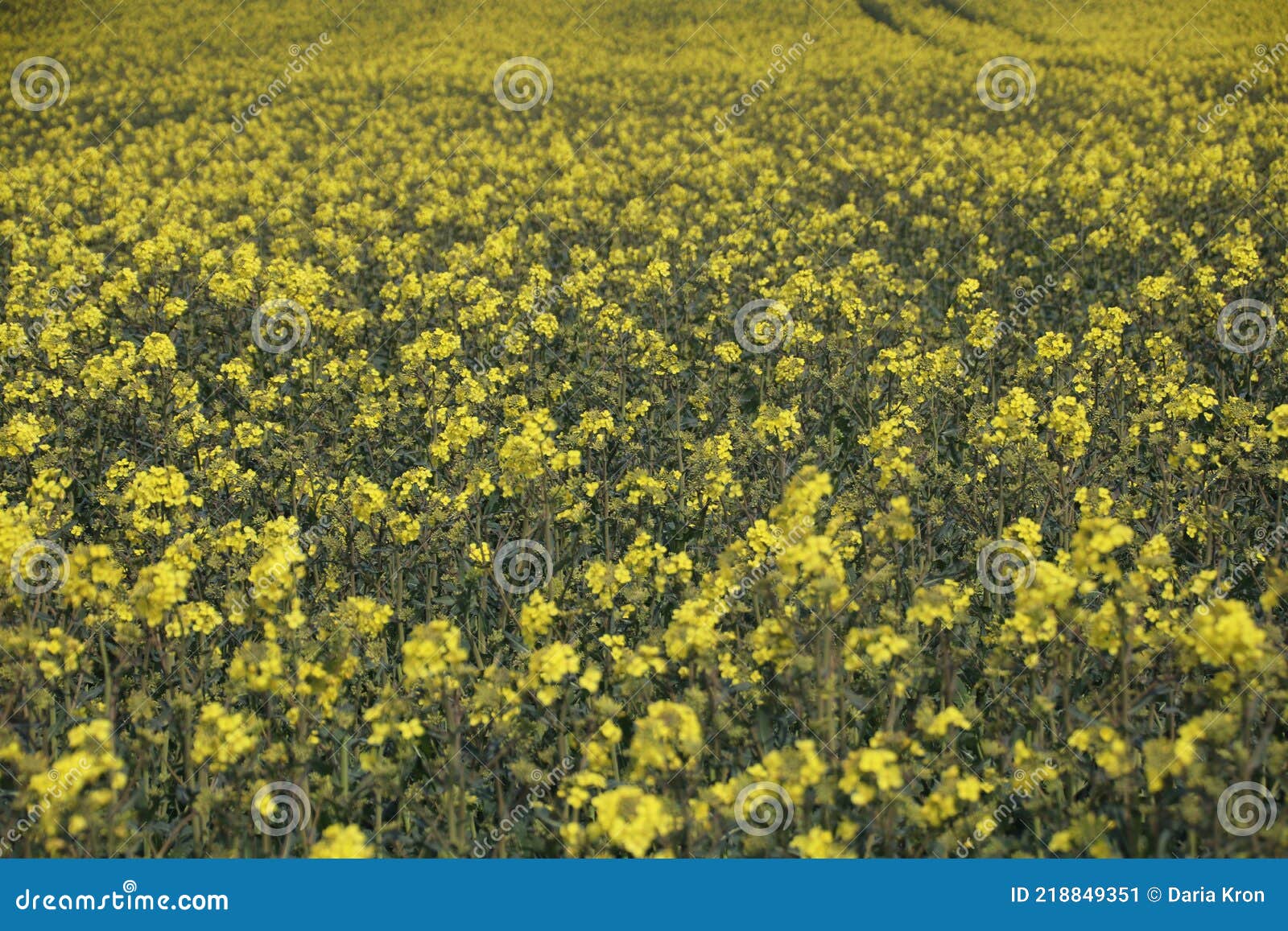 Rapeseed fields in Germany stock image. Image of deutschland - 218849351