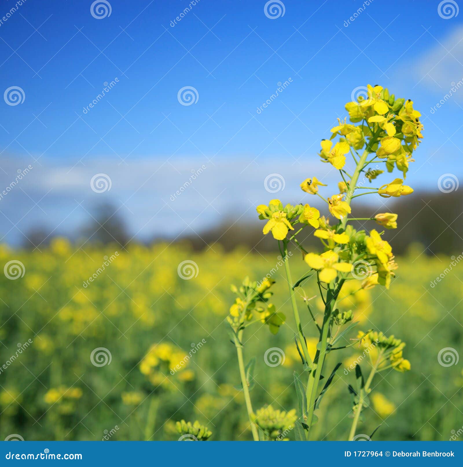 Rapeseed flower stock photo. Image of brassica, napus - 1727964