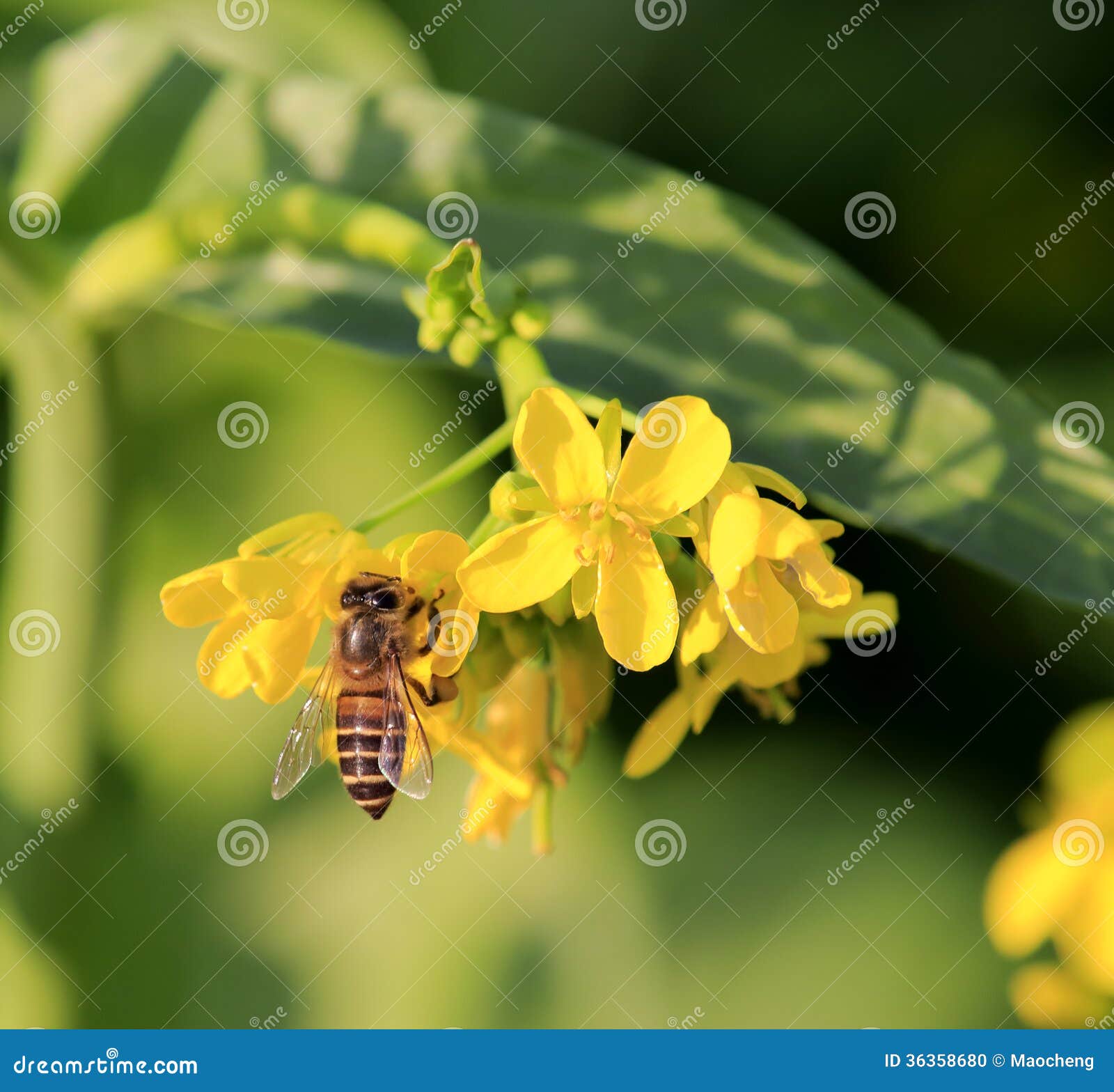 Rapeseed flower and bee stock photo. Image of bright - 36358680