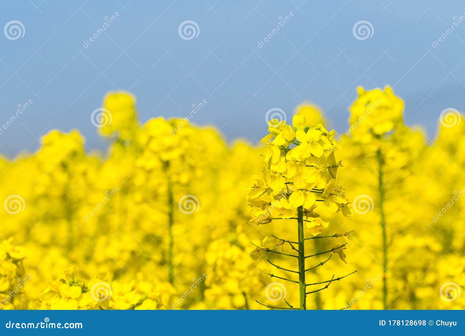 Rapeseed flower bloom stock photo. Image of blue, floral - 178128698