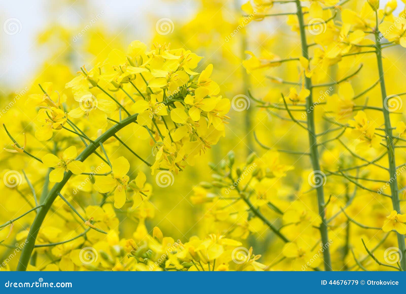 Rapeseed flower stock image. Image of canola, beautiful - 44676779