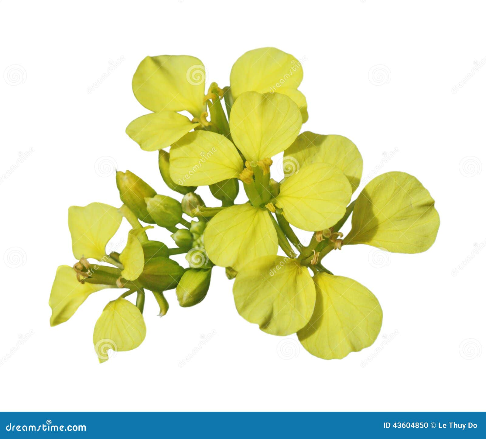 Rapeseed Flower stock photo. Image of botany, canola - 43604850